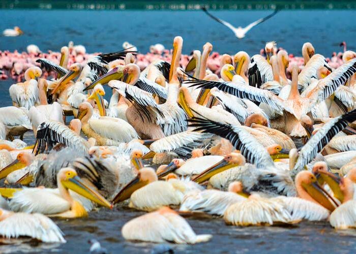 Lake Manyara National Park – Steps 2 Africa Safaris